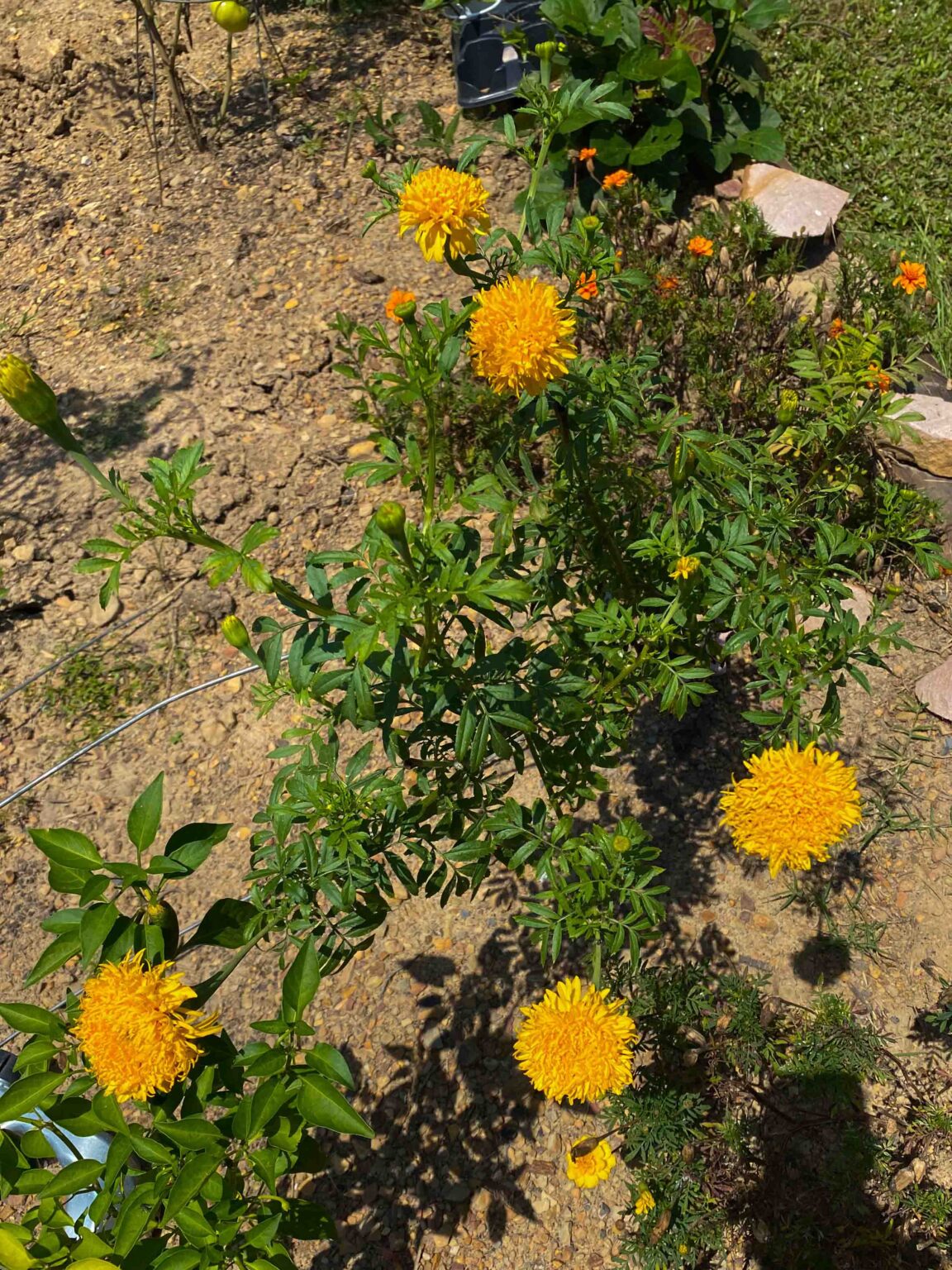 Calendula Tea Benefits & Recipe (+17 Other Ways to Use Calendula)