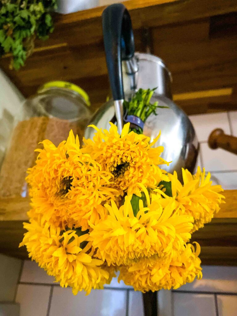 Calendula Tea Benefits & Recipe (+17 Other Ways to Use Calendula)